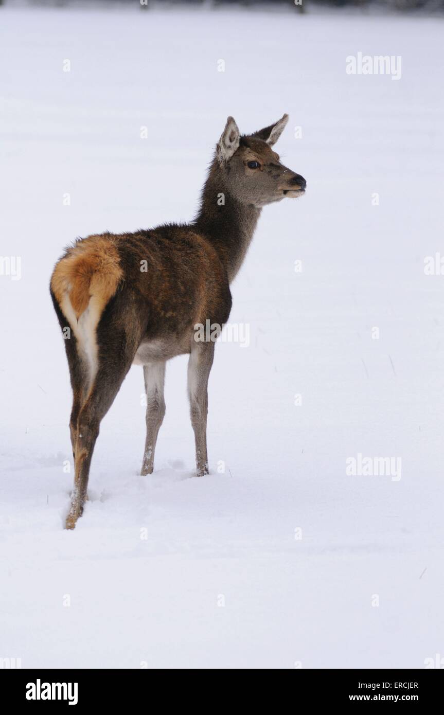 Rear view of deer hi-res stock photography and images - Alamy