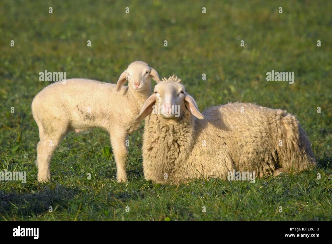 Babies sheeps hi-res stock photography and images - Alamy