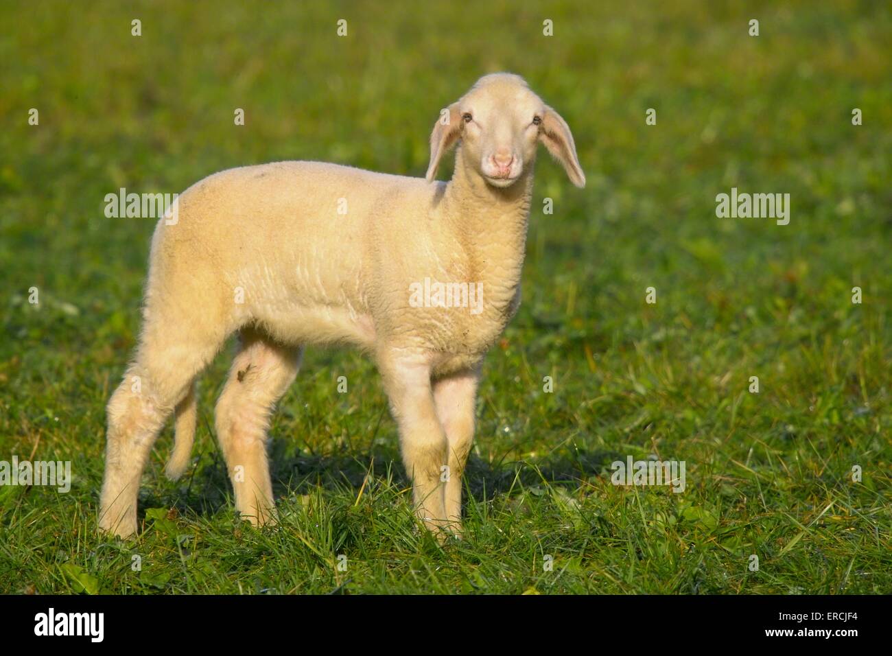 Lamb light hi-res stock photography and images - Alamy