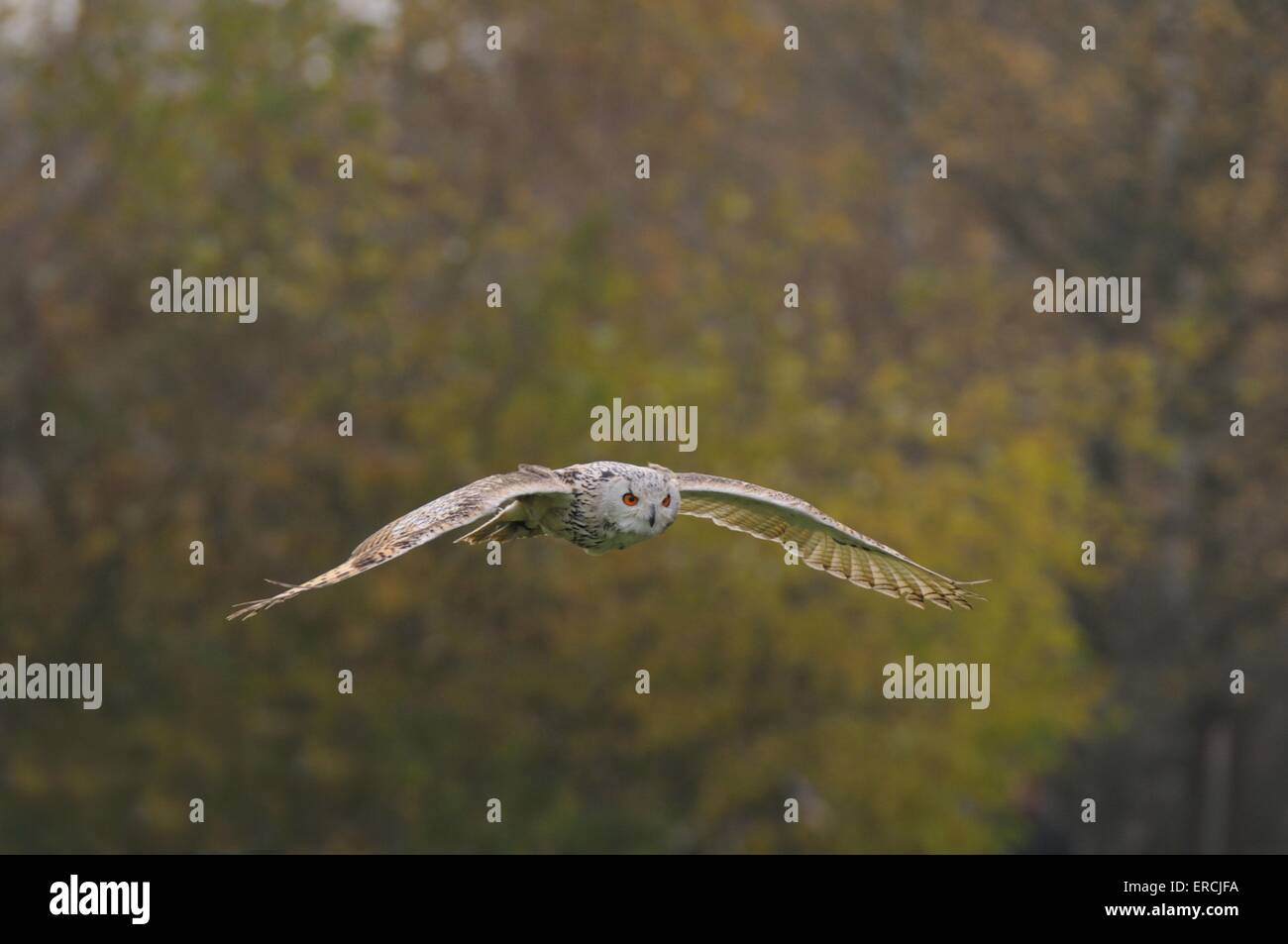 Sibirien eagle owl Stock Photo - Alamy