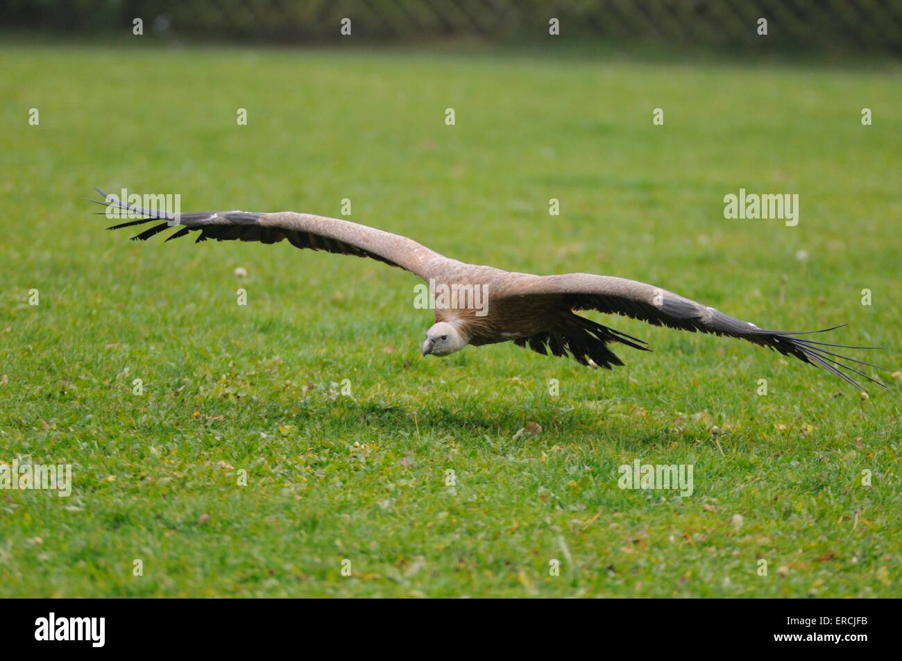 Eurasian griffon vulture flying hi-res stock photography and images - Alamy