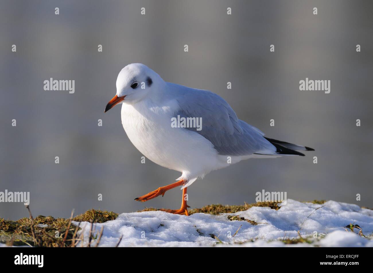 Mire bird birds hi-res stock photography and images - Alamy