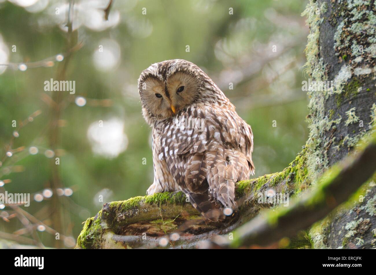 Rear view of owl hi-res stock photography and images - Alamy