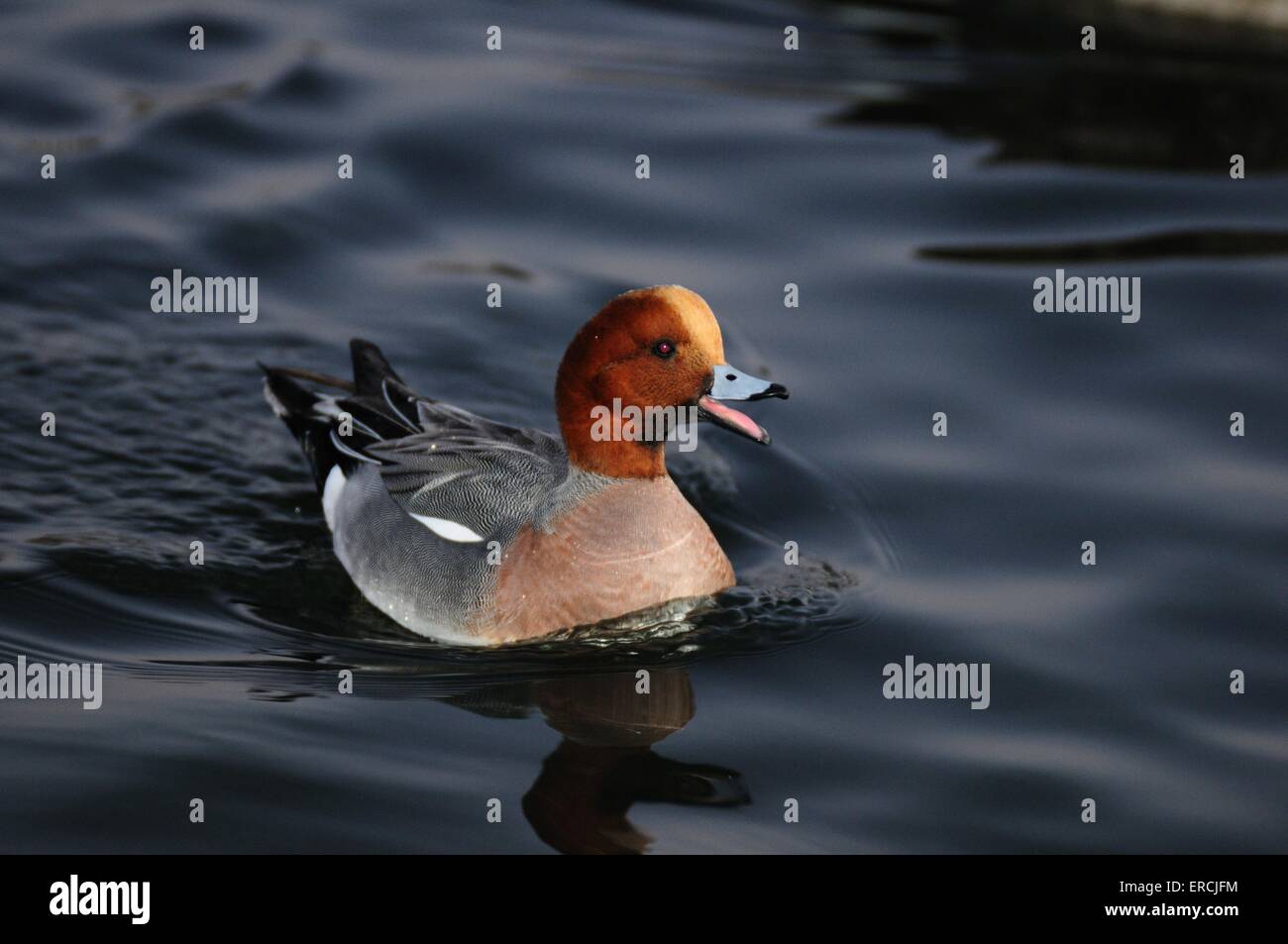 Eurasian wigeon hi-res stock photography and images - Alamy
