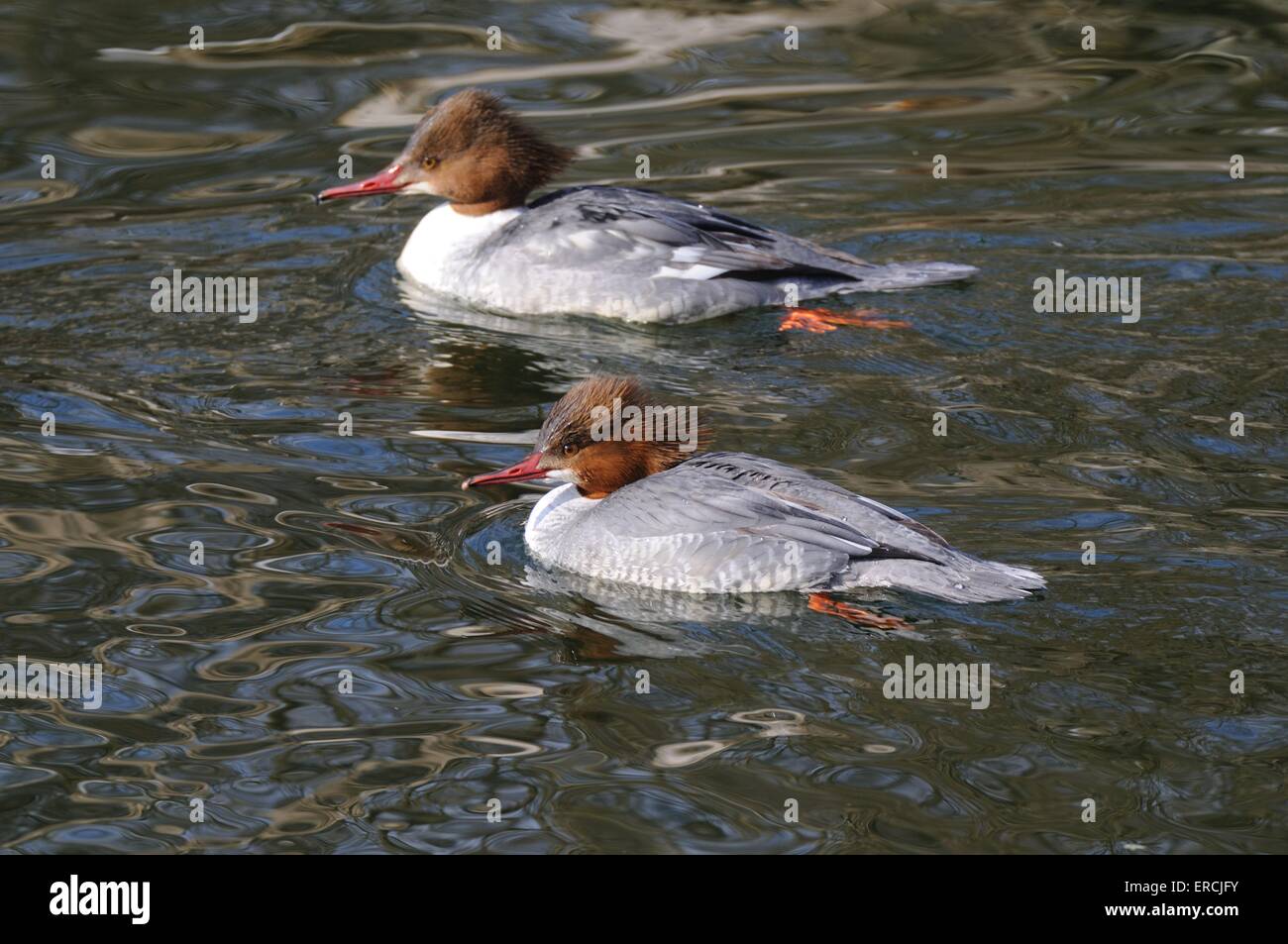 Female goosanders hi-res stock photography and images - Alamy