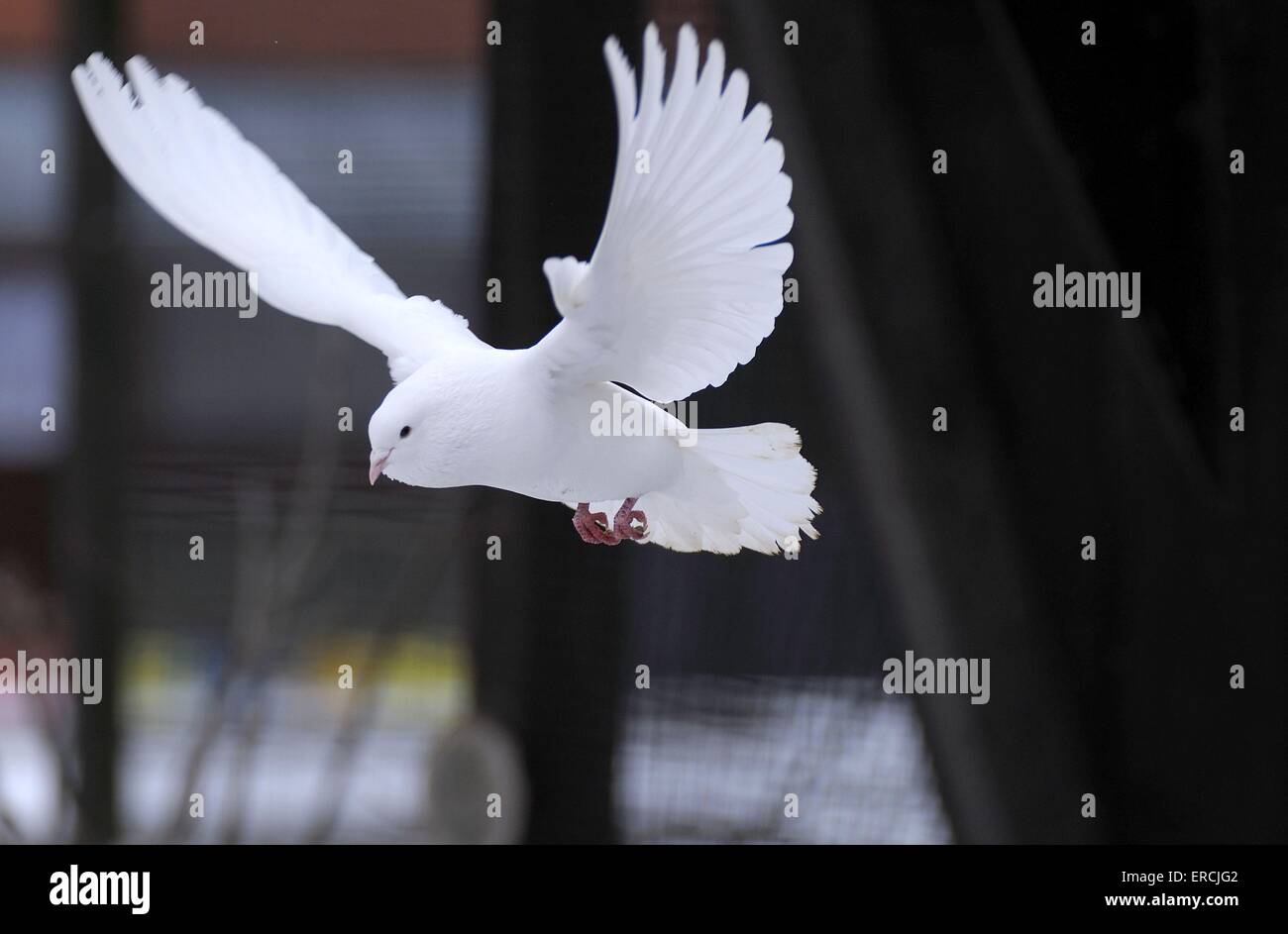 Side view of a pigeon hi-res stock photography and images - Alamy