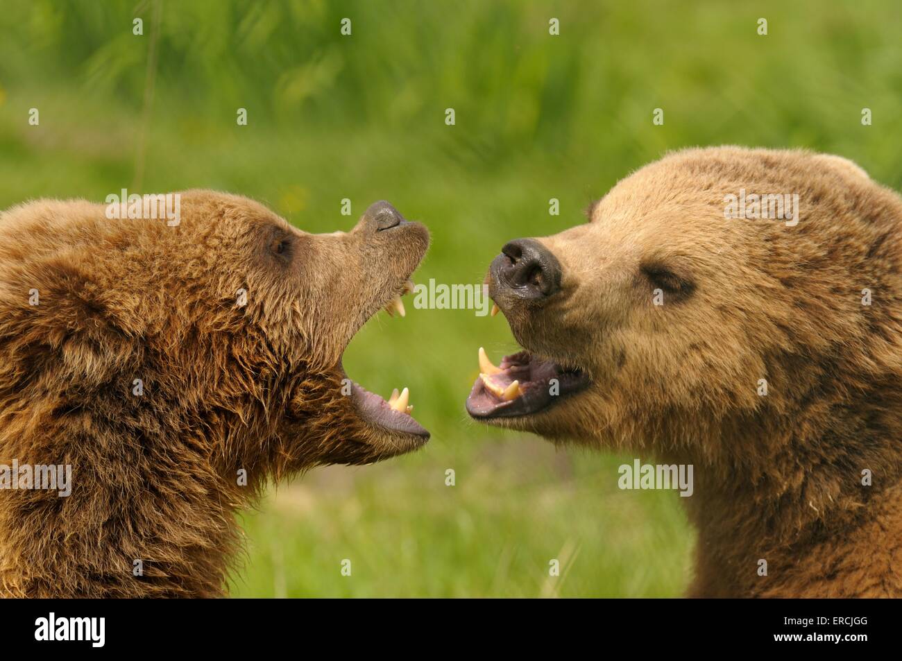 Angry bears hi-res stock photography and images - Alamy