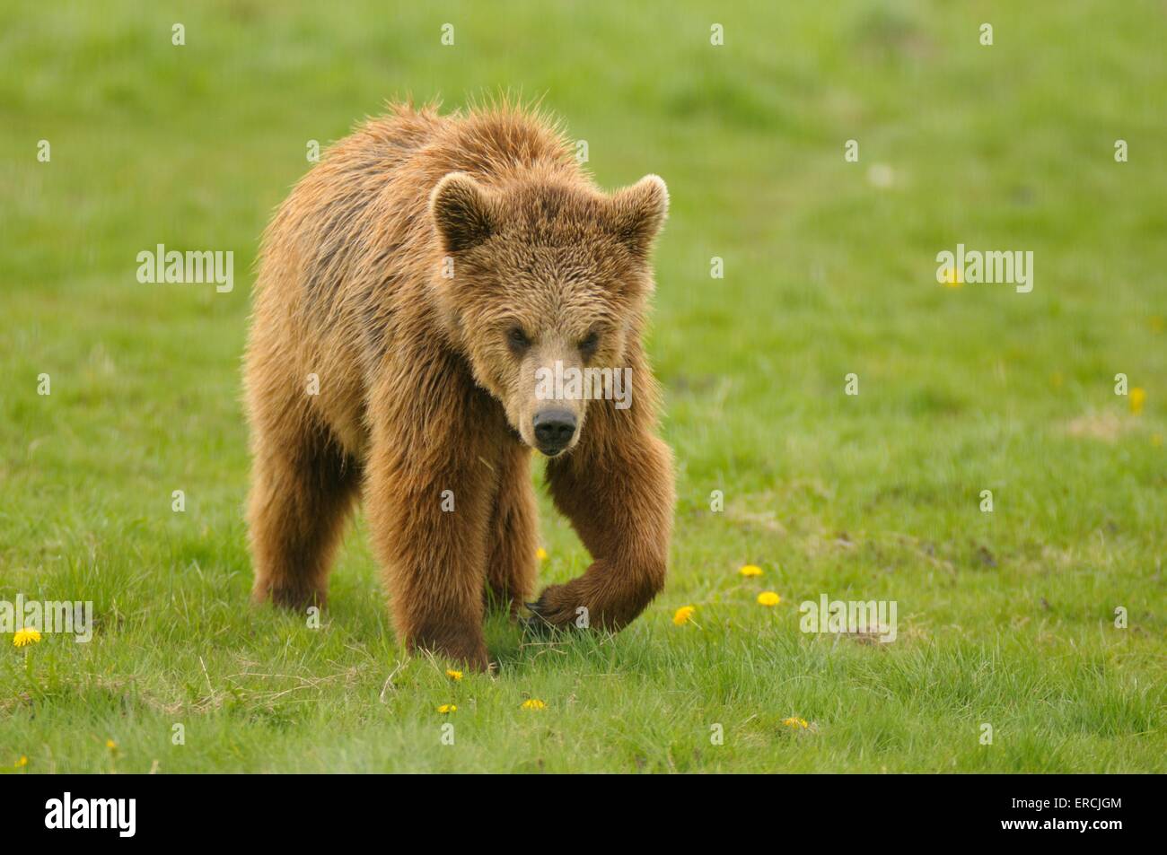 european brown bear Stock Photo - Alamy