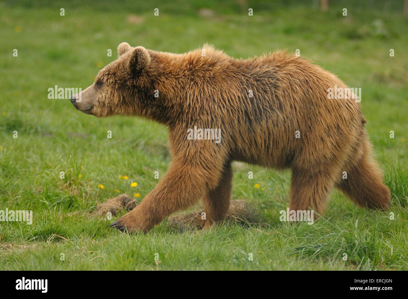 european brown bear Stock Photo - Alamy