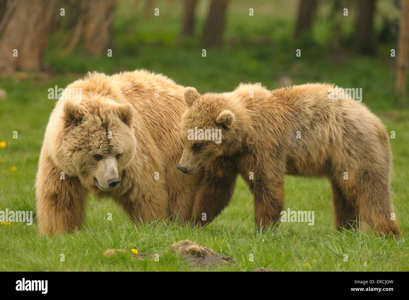 Go bears hi-res stock photography and images - Alamy