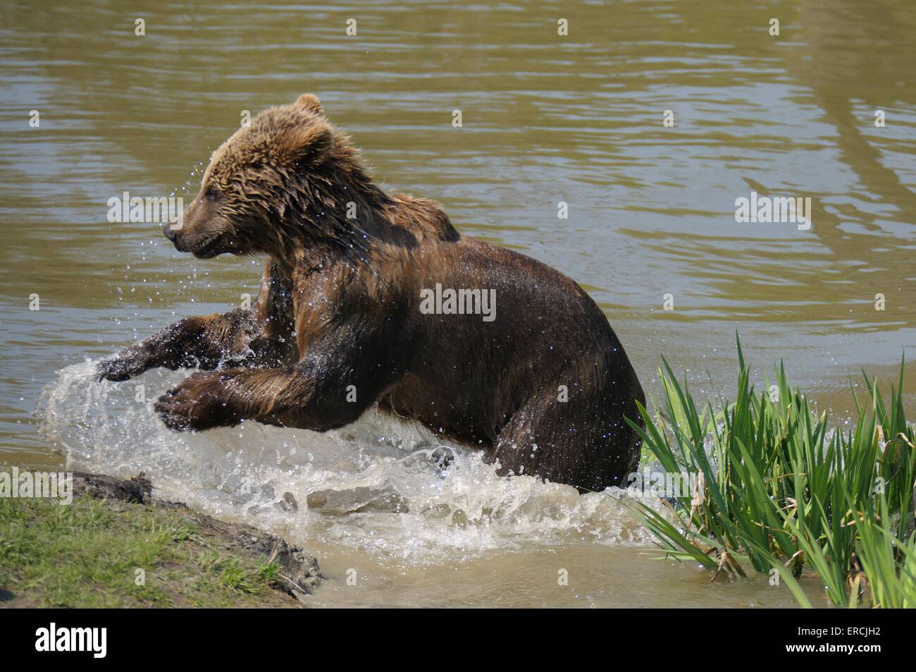 european brown bear Stock Photo - Alamy