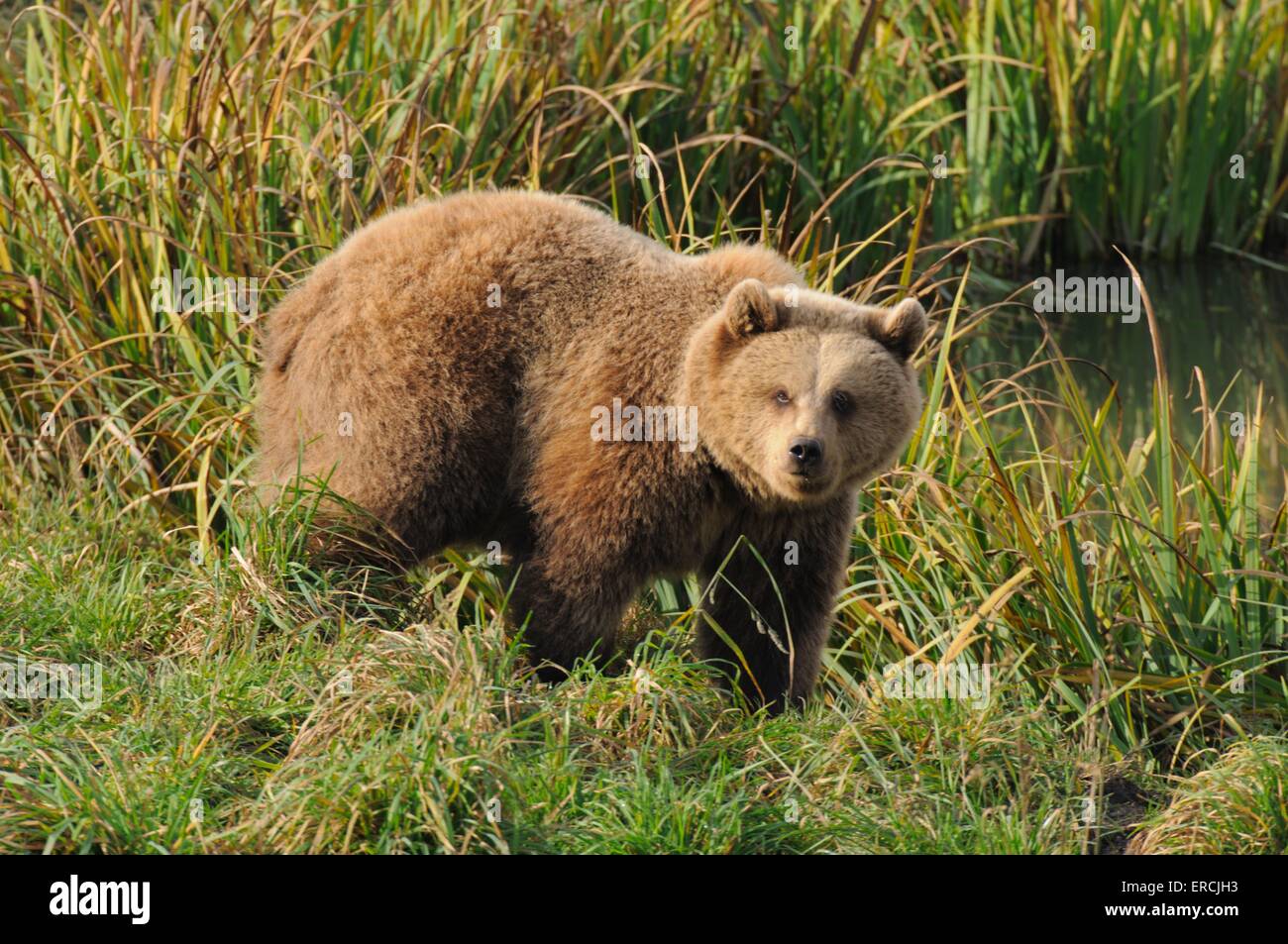 european brown bear Stock Photo - Alamy