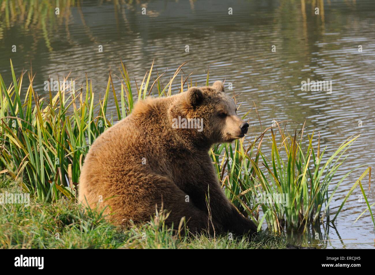 european brown bear Stock Photo - Alamy