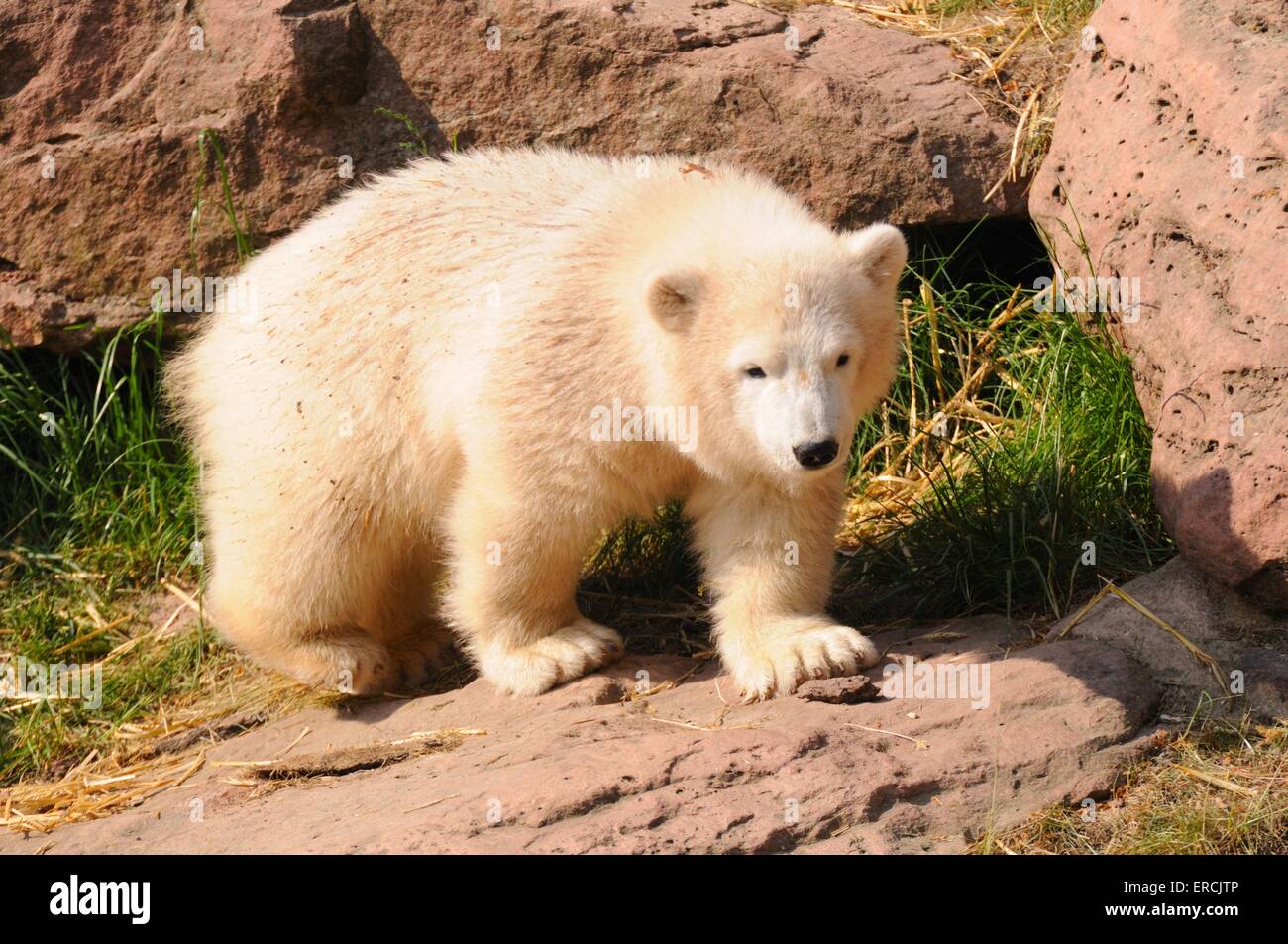 Ice ice baby hi-res stock photography and images - Alamy