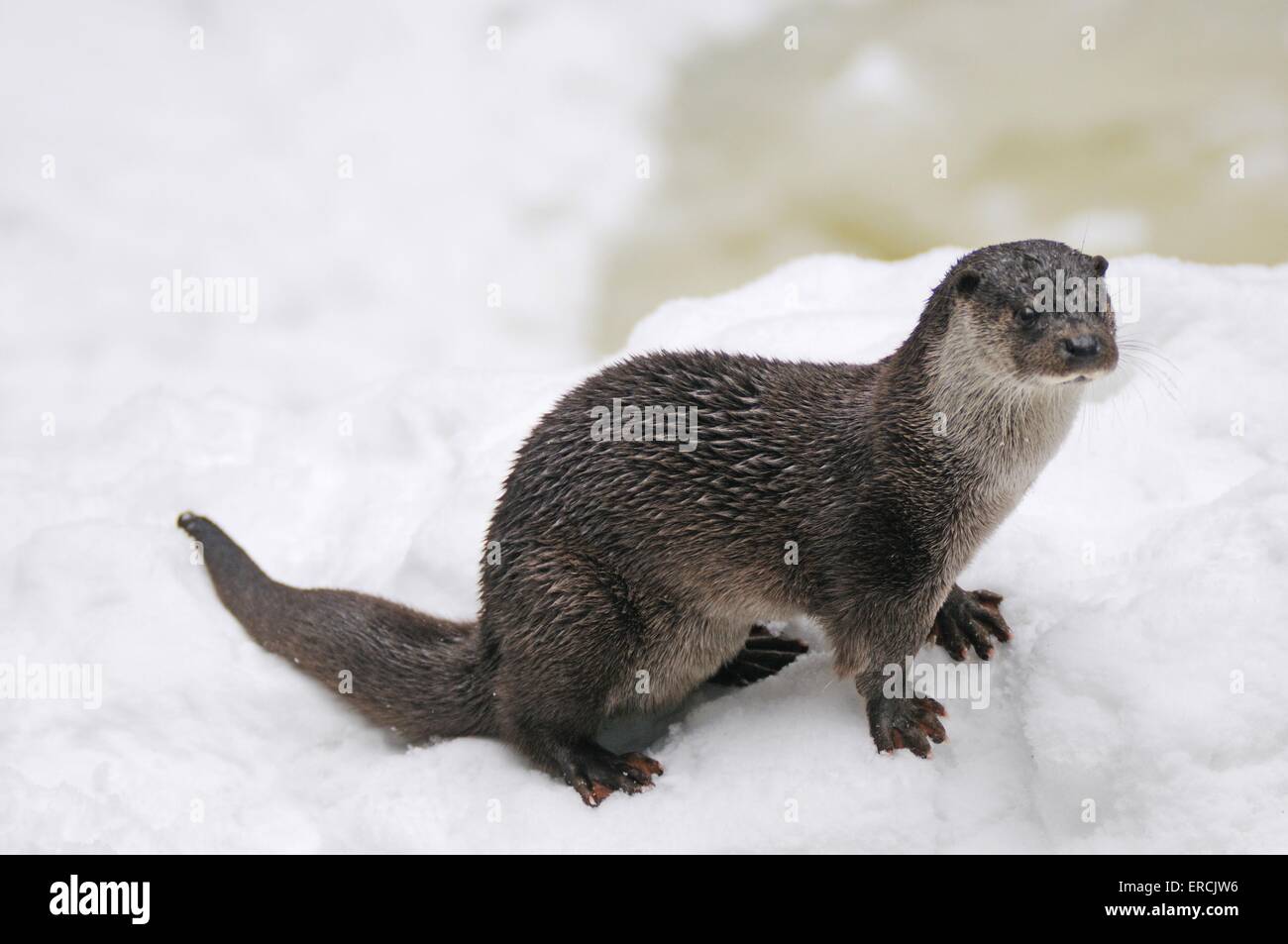 Eurasian otter snow hi-res stock photography and images - Alamy