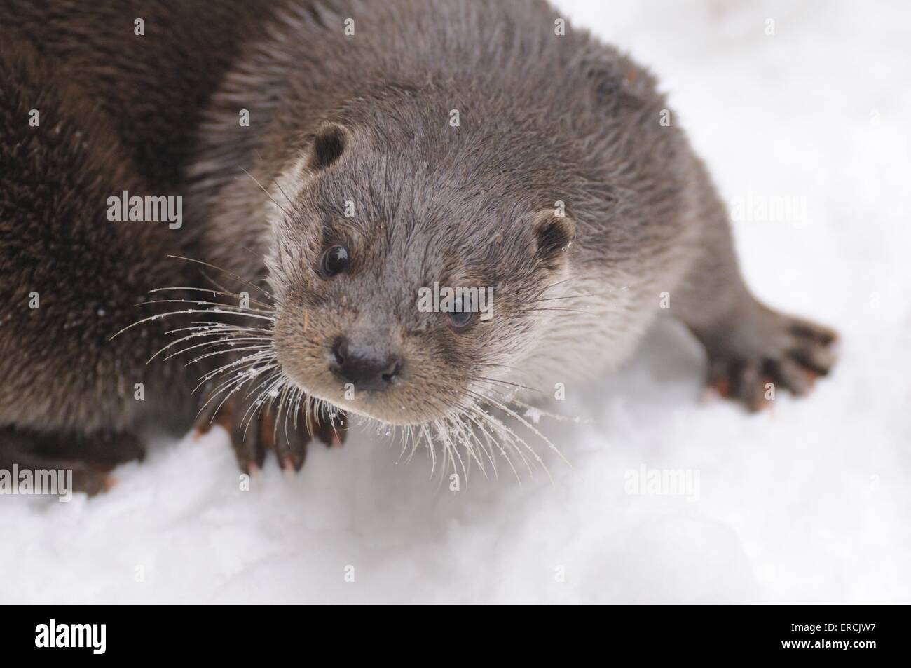 Otter eye contact hi-res stock photography and images - Alamy