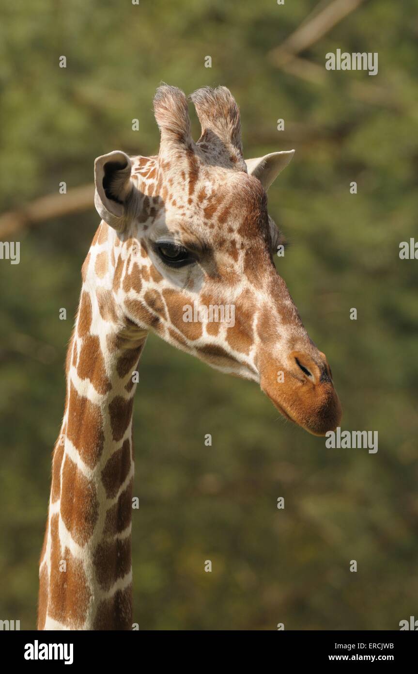 Vertical portrait reticulated giraffe hi-res stock photography and ...