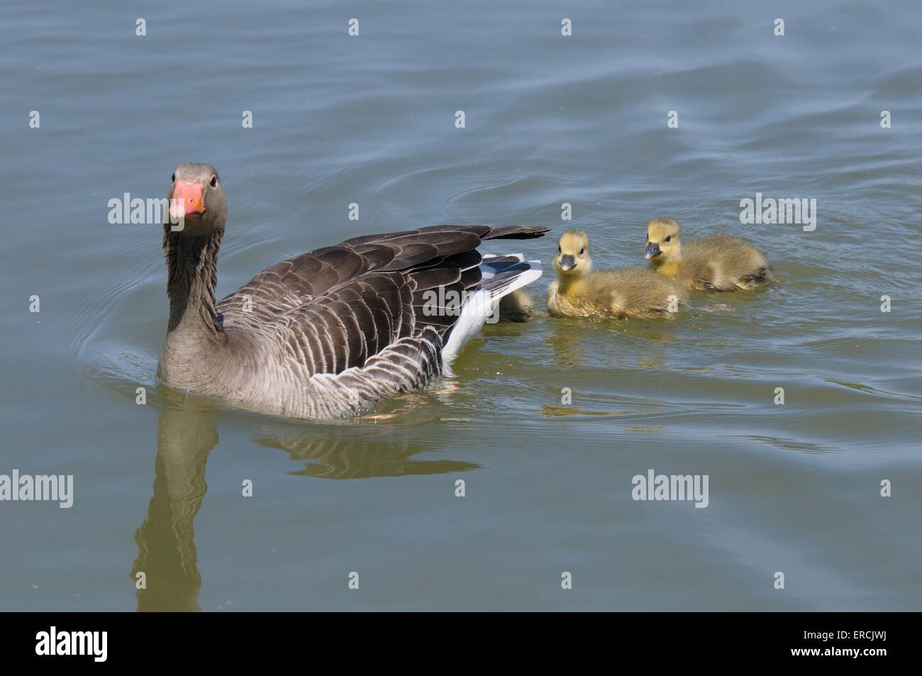 Three grey geese hi-res stock photography and images - Alamy