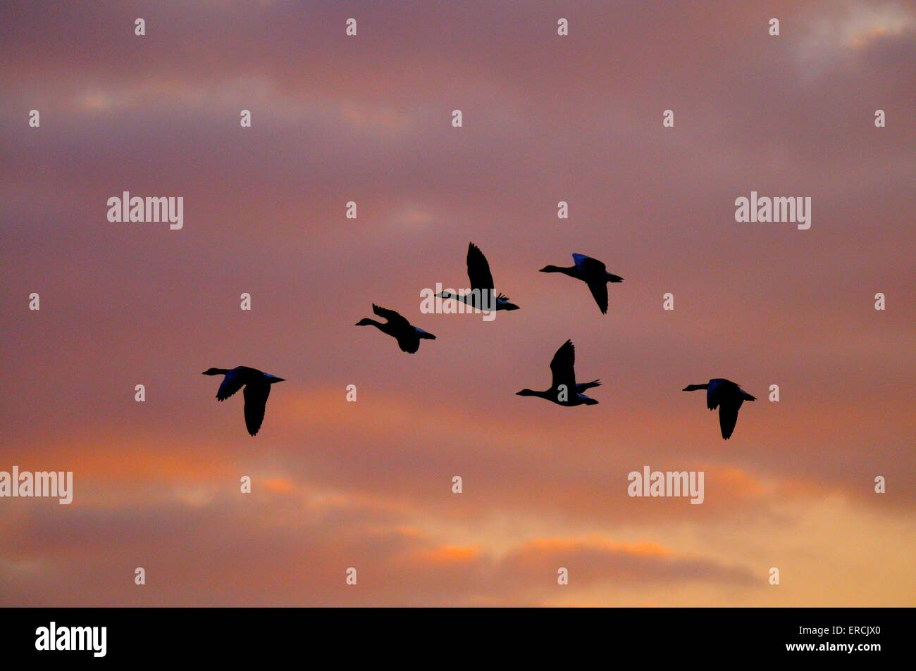 Flying geese sunset hi-res stock photography and images - Alamy