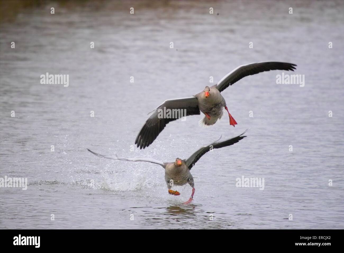 flying greylag geese Stock Photo - Alamy