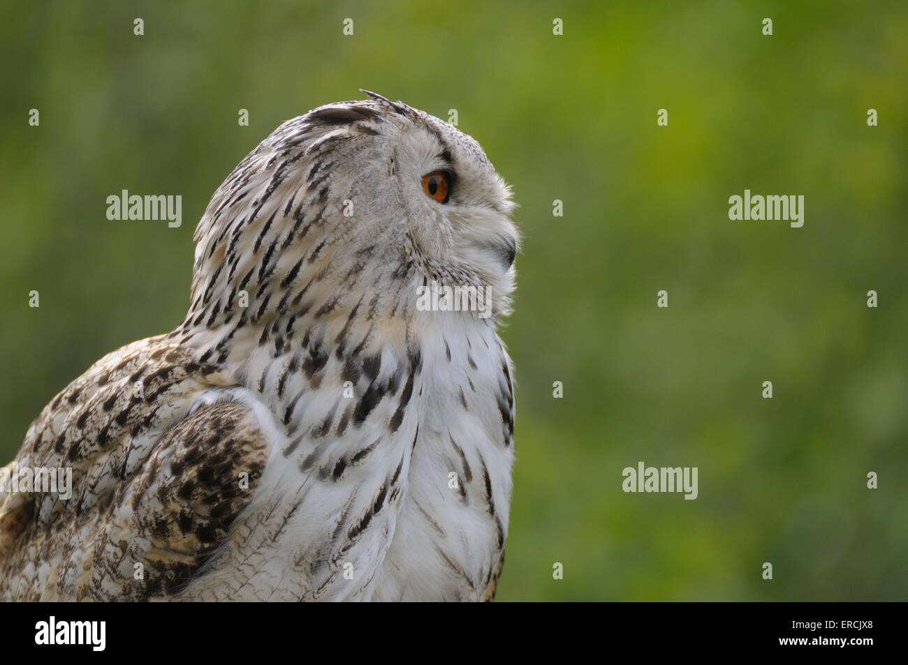Siberian birds hi-res stock photography and images - Alamy
