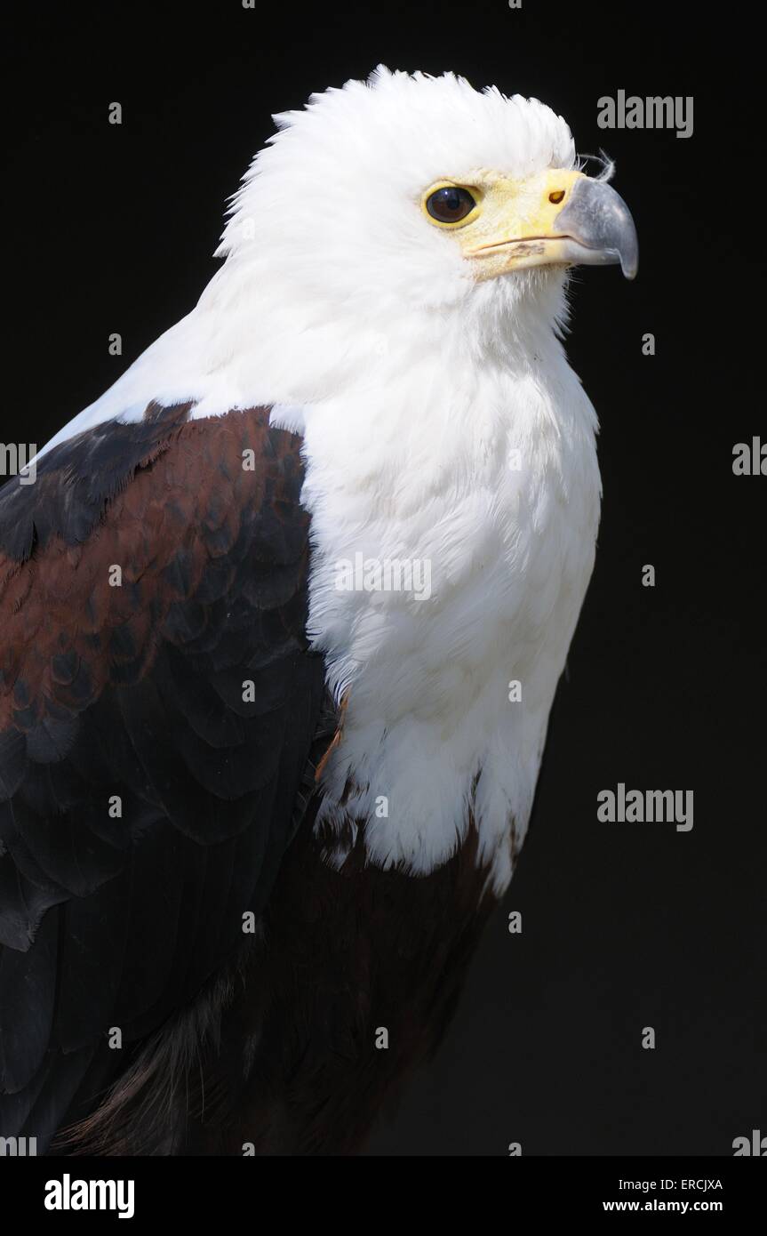 One white tailed eagle hi-res stock photography and images - Alamy