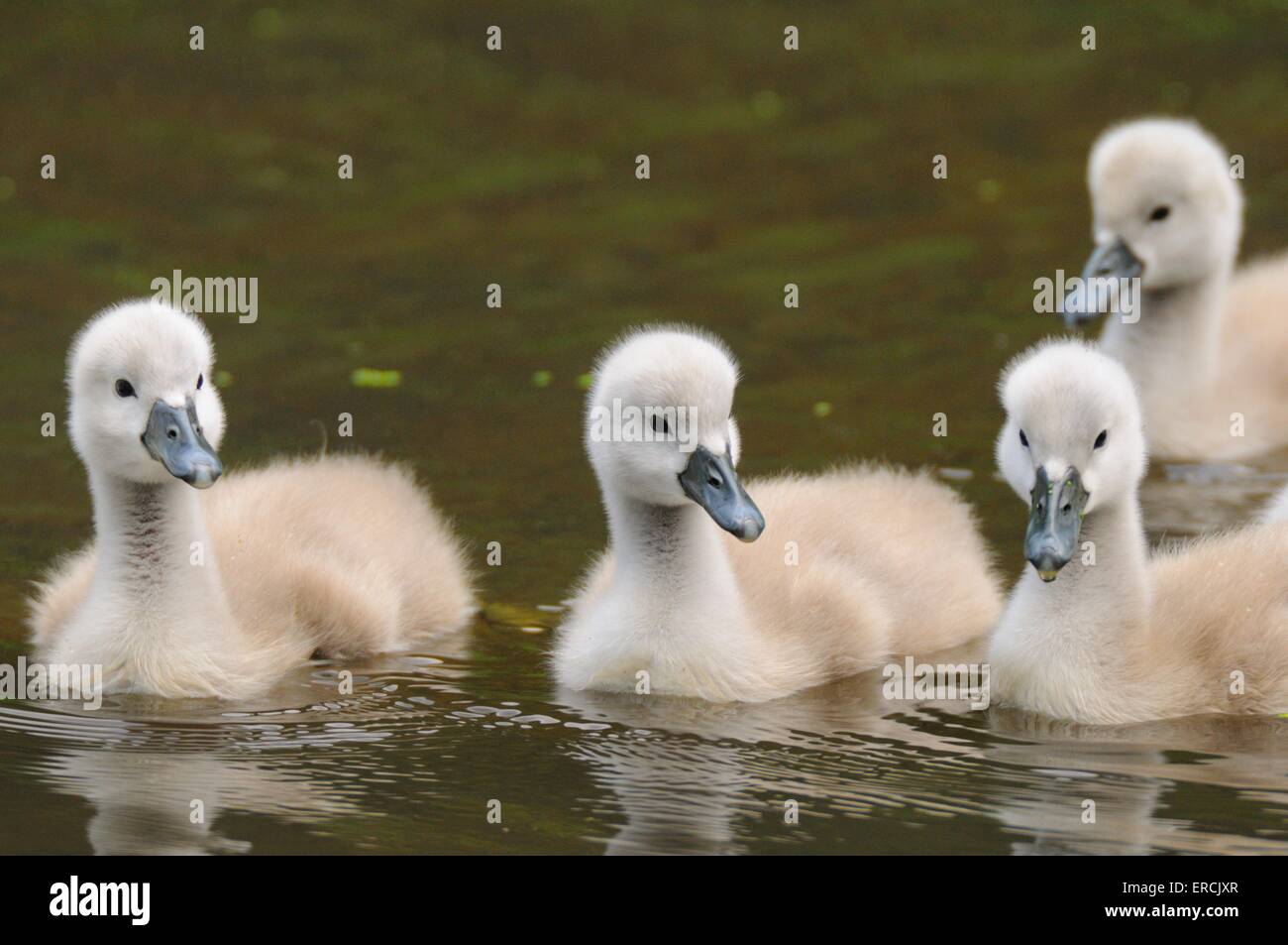 Baby mute swans hi-res stock photography and images - Alamy