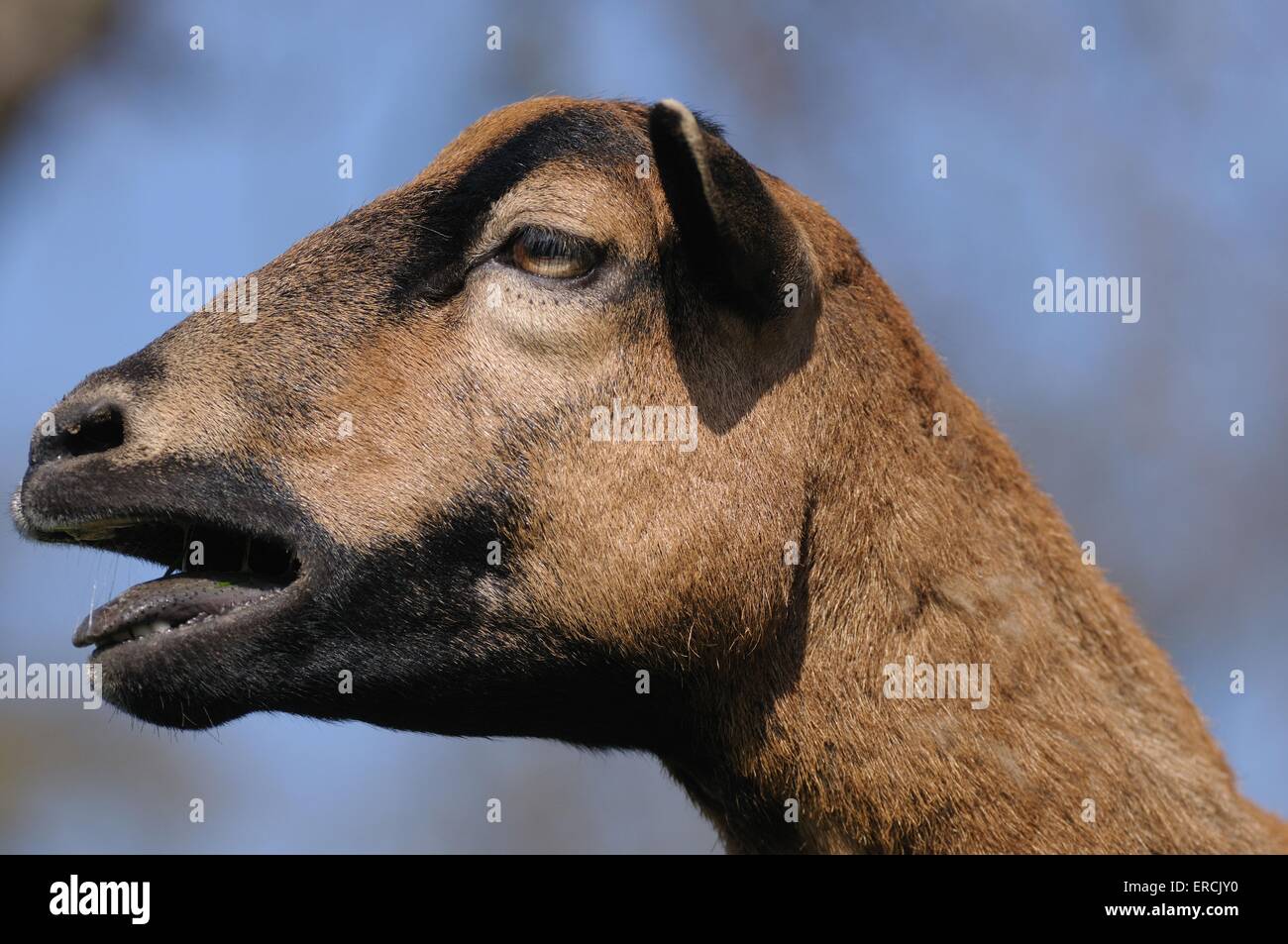 Domestic sheep side profile hi-res stock photography and images - Alamy