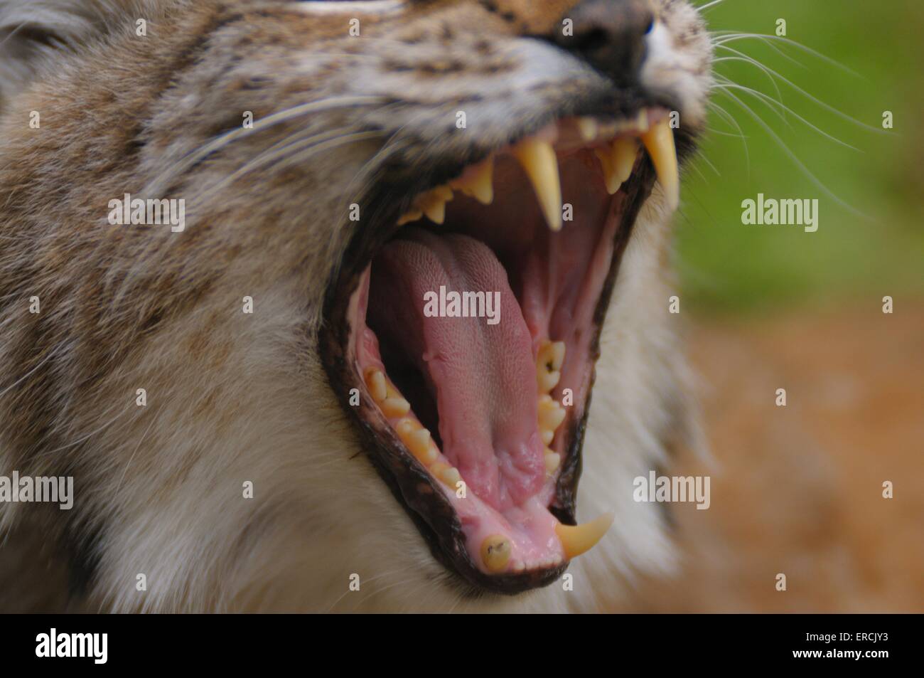 Young lynx lynx lynx mouth hi-res stock photography and images - Alamy