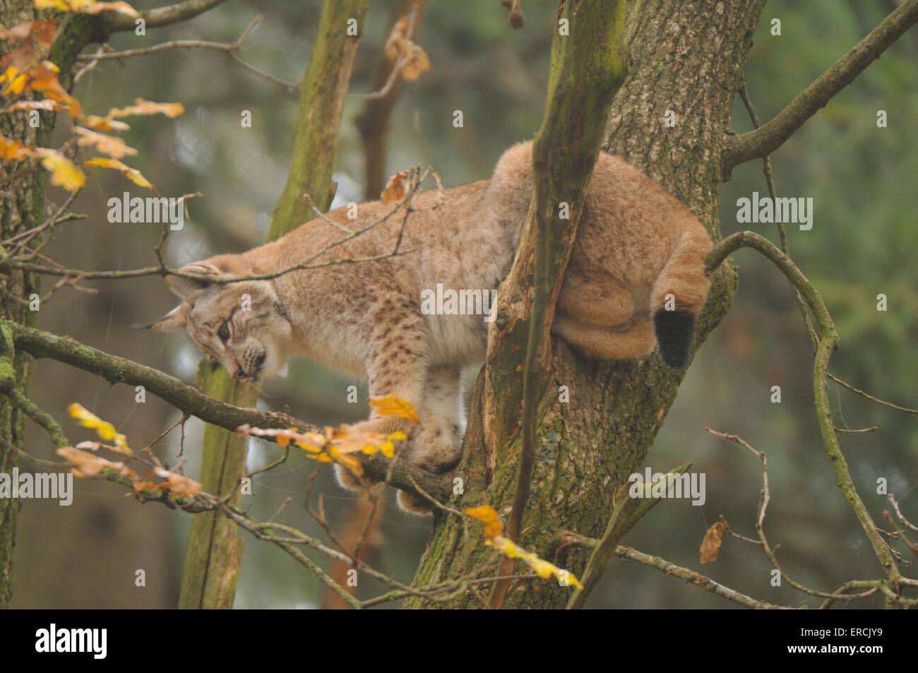 Lynx climbing tree hi-res stock photography and images - Alamy