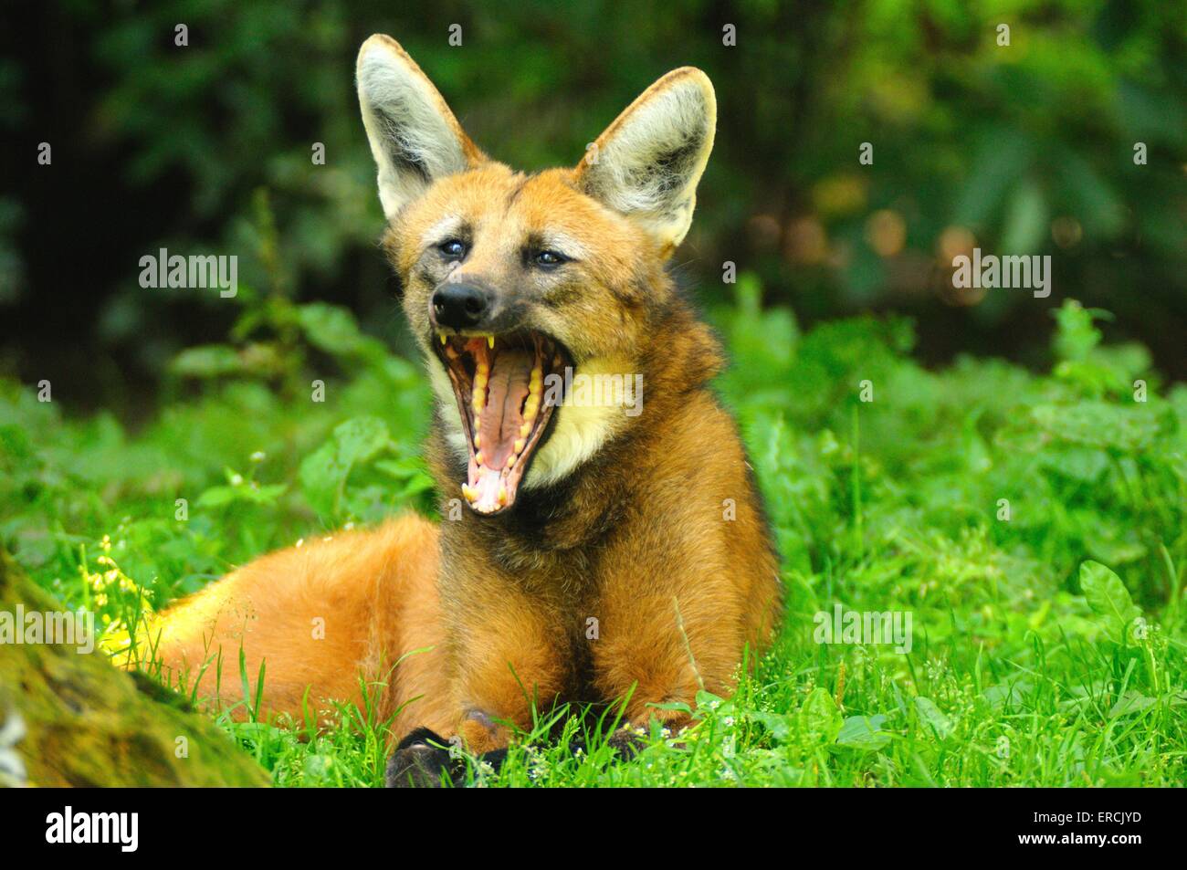 Wolf Teeth High Resolution Stock Photography and Images - Alamy