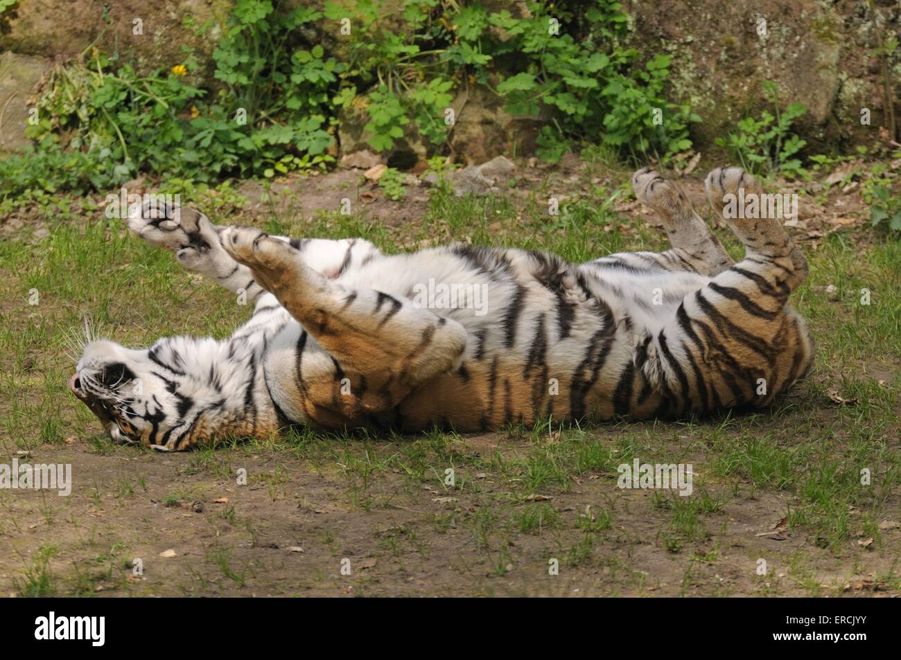 Captive tiger laying lying side hi-res stock photography and images - Alamy