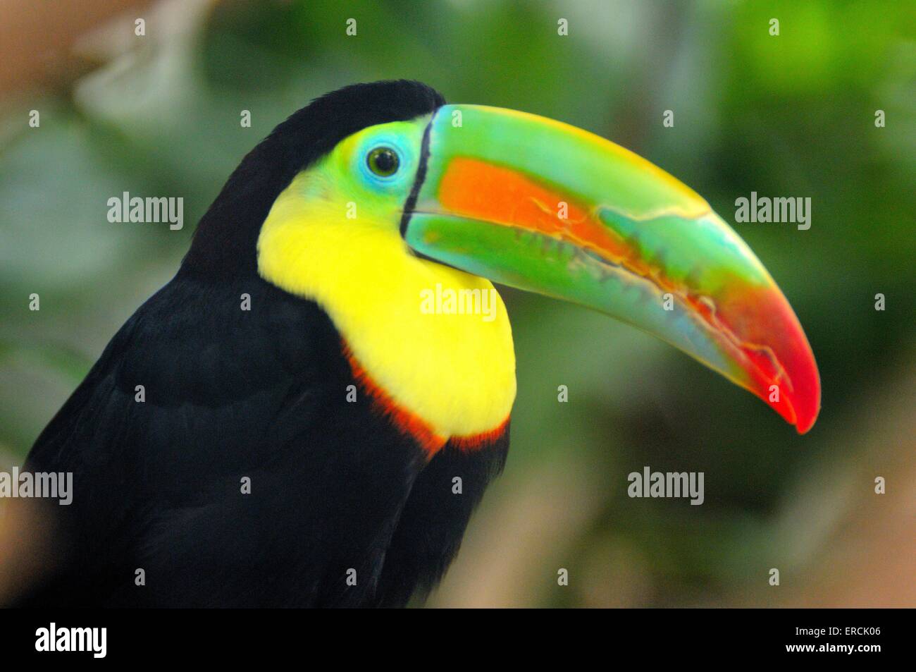 Adult toucan hi-res stock photography and images - Alamy