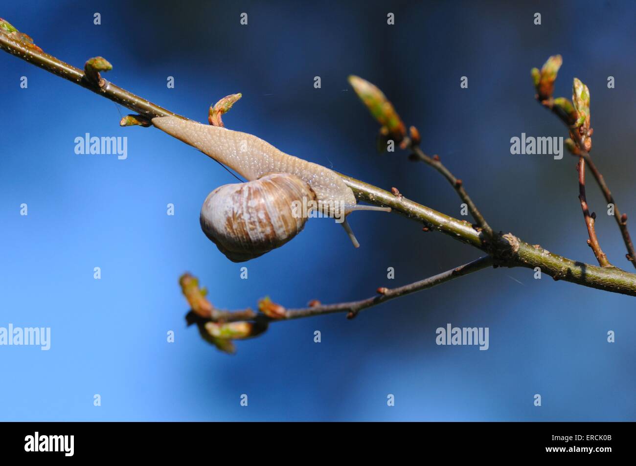 Escargot hi-res stock photography and images - Alamy