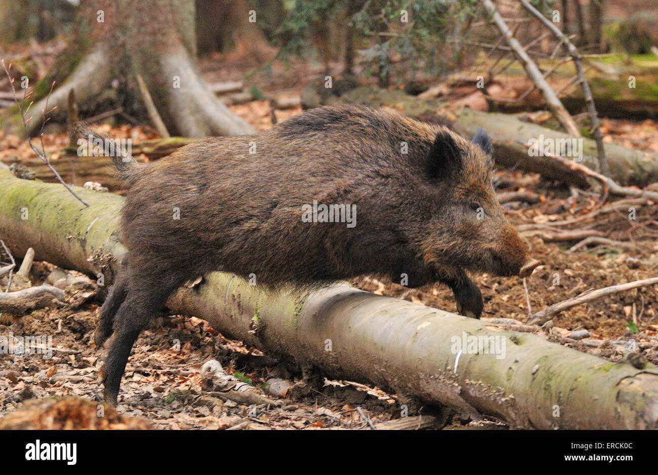 Wild hog jumping hi-res stock photography and images - Alamy