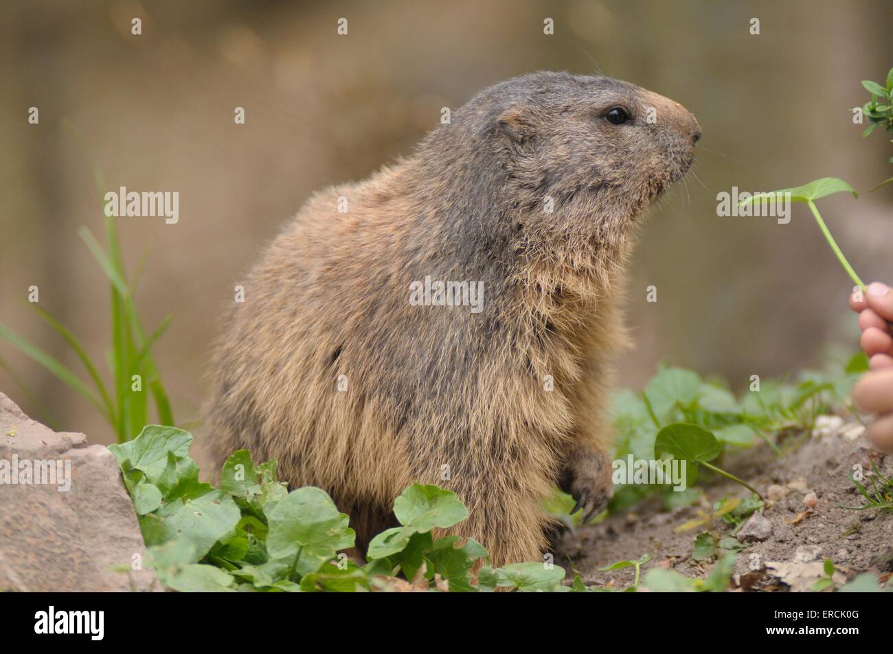 Marmots and human hi-res stock photography and images - Alamy