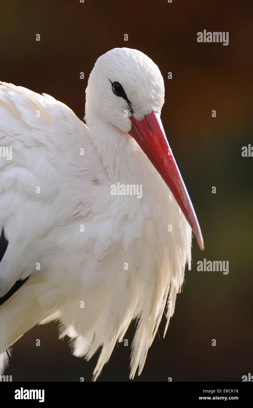 Stork side view hi-res stock photography and images - Alamy