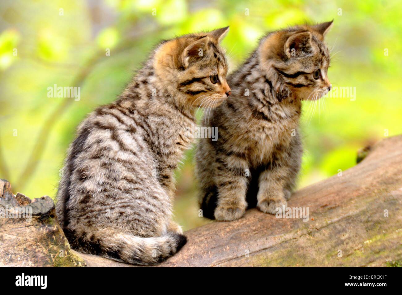Wildcats hi-res stock photography and images - Alamy