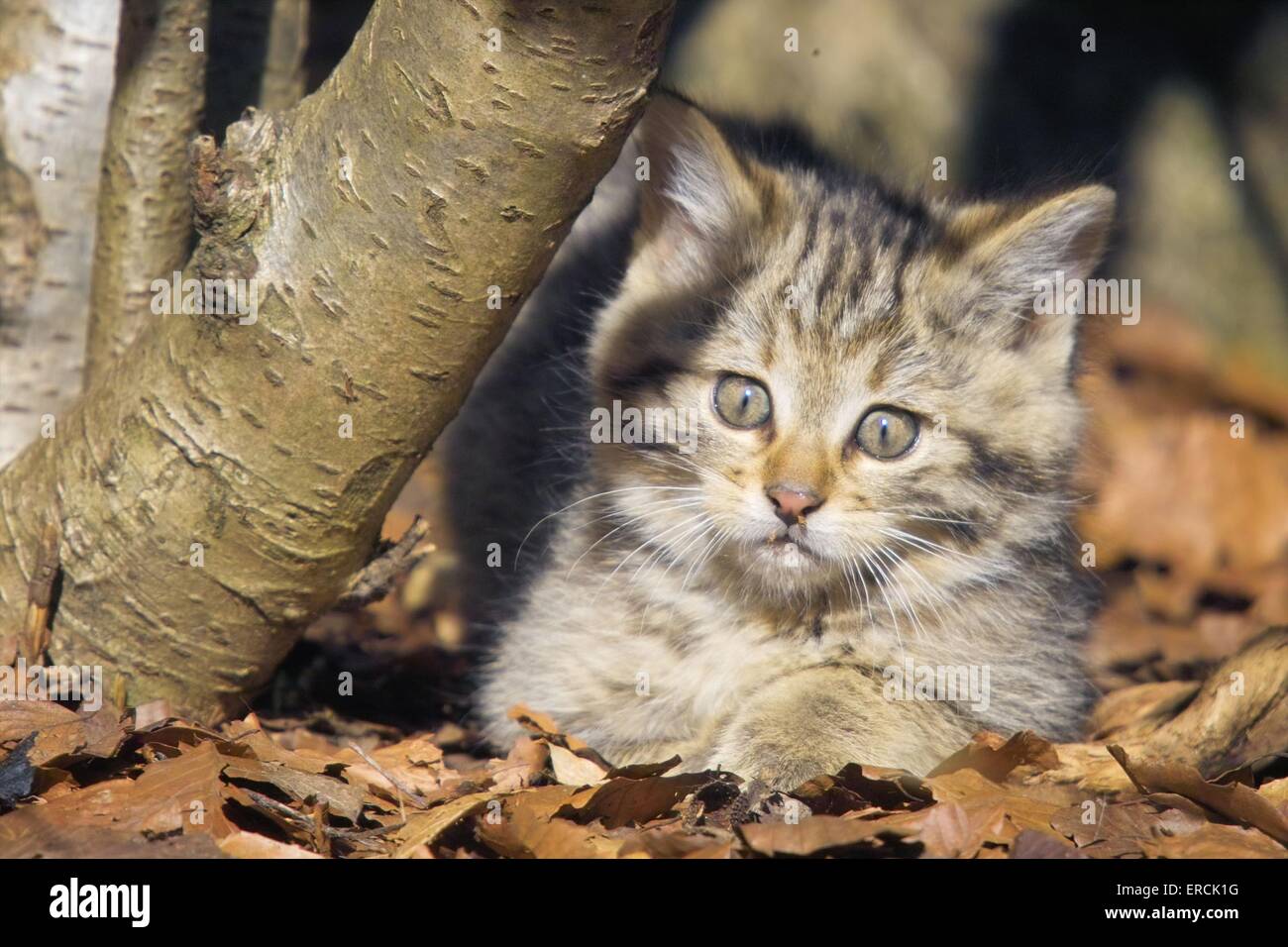 Cute wildcats hi-res stock photography and images - Alamy