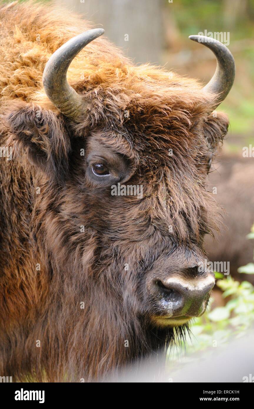 Wisent hi-res stock photography and images - Alamy