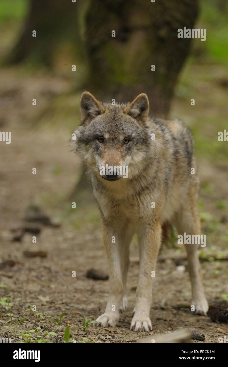Greywolf greywolves hi-res stock photography and images - Alamy