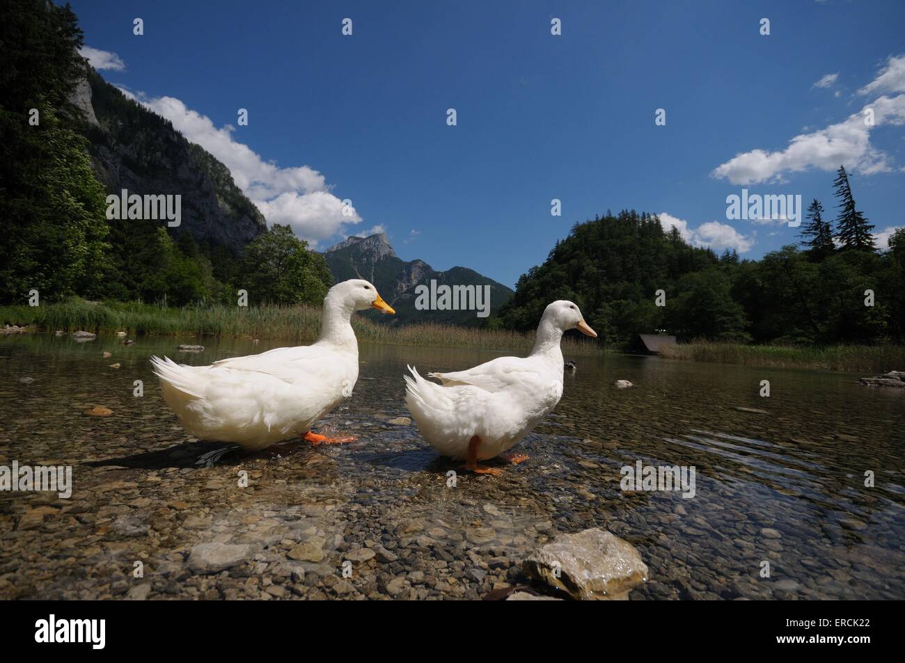 Moving ducks hi-res stock photography and images - Alamy