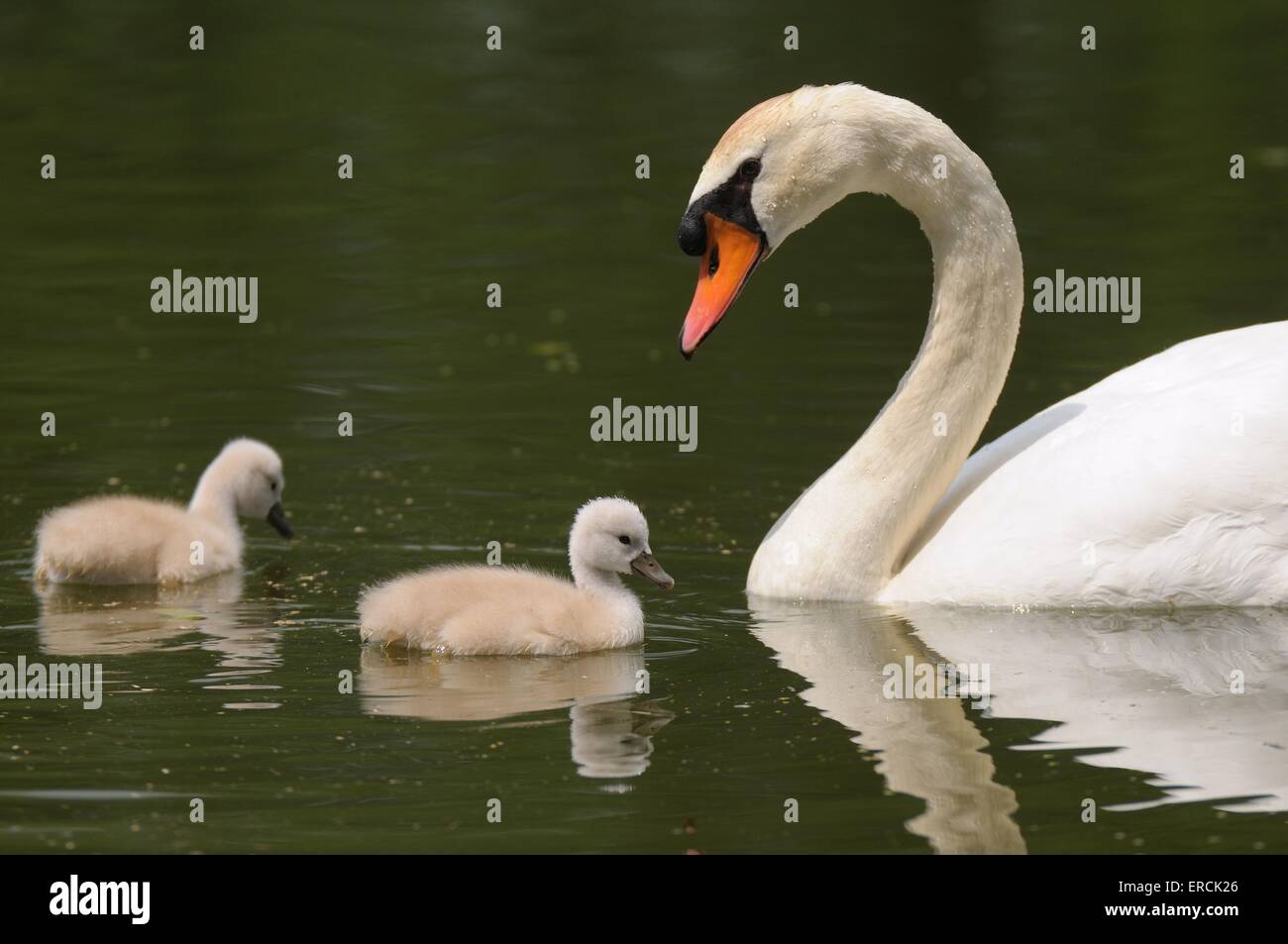 Immature swans hi-res stock photography and images - Alamy