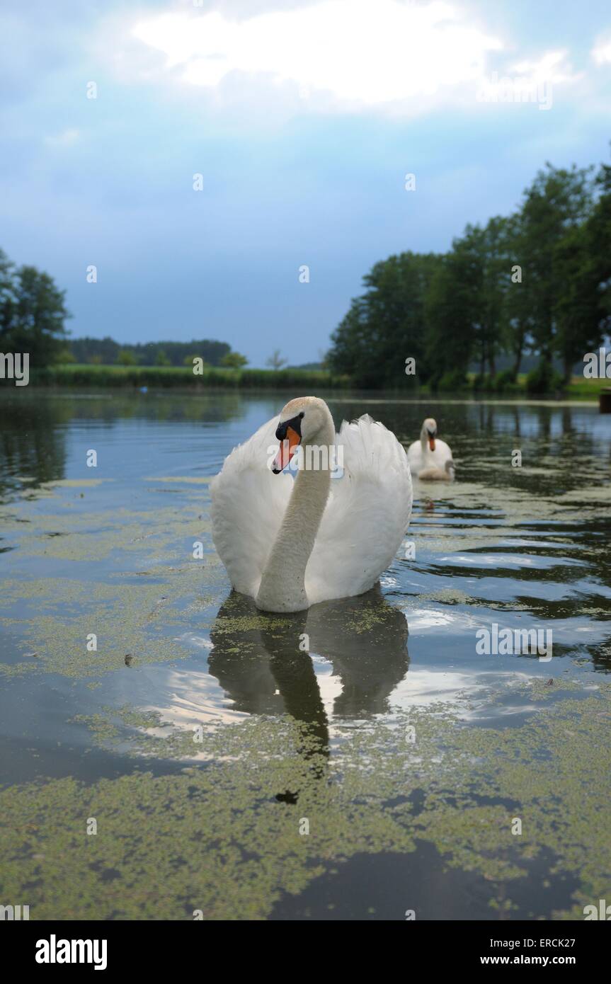 Mute swans hi-res stock photography and images - Alamy