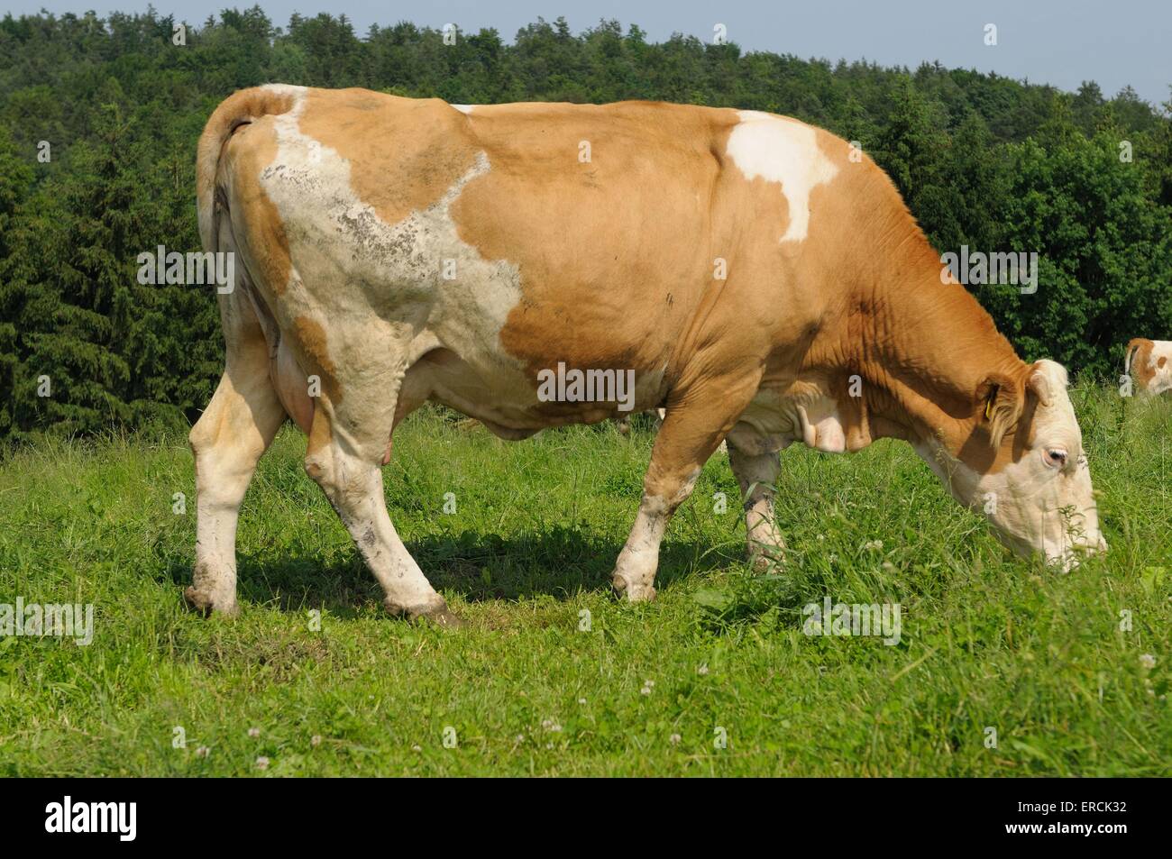 Cow behaviour hi-res stock photography and images - Alamy