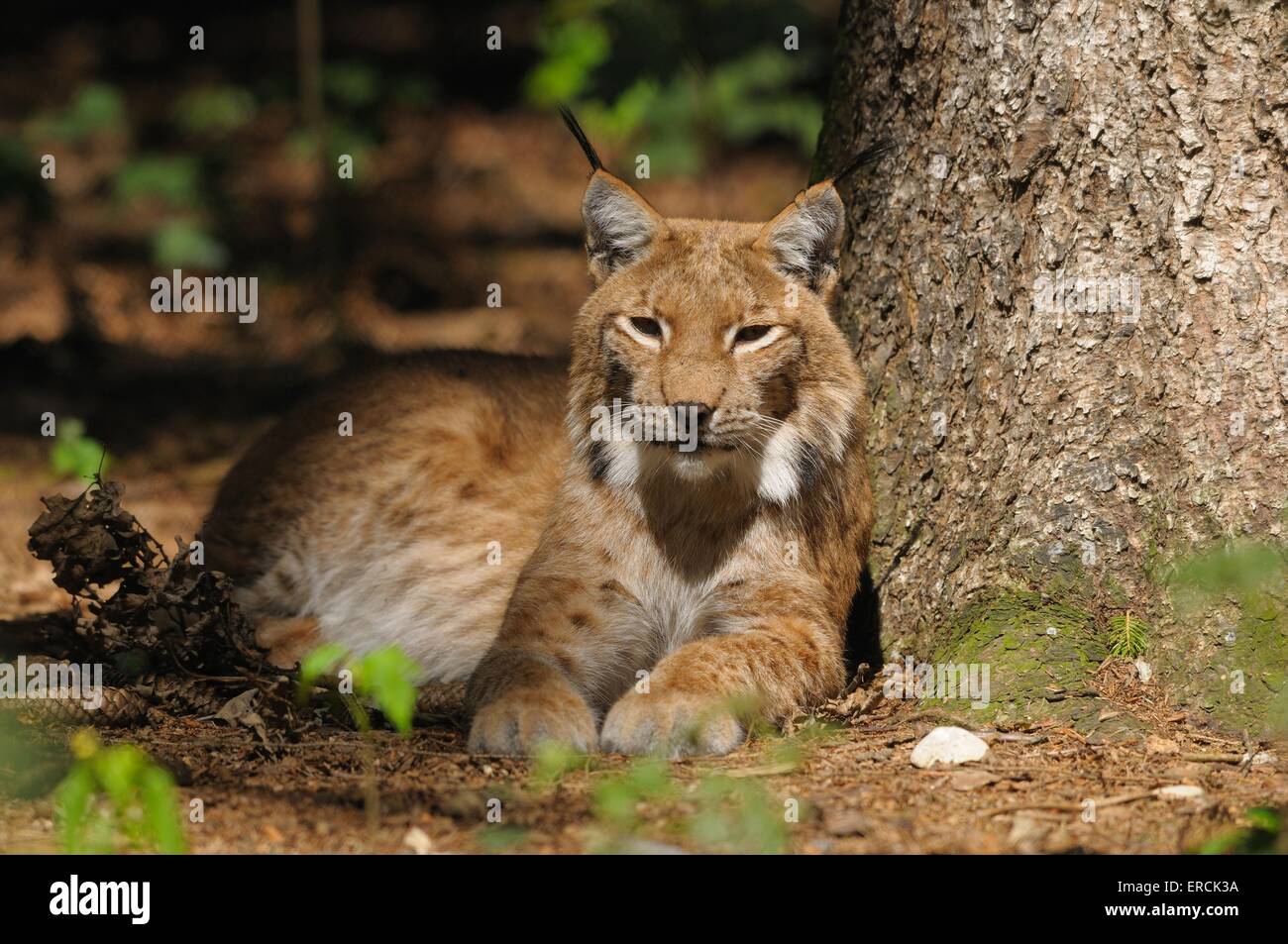 Lynx lynxes adult hi-res stock photography and images - Alamy