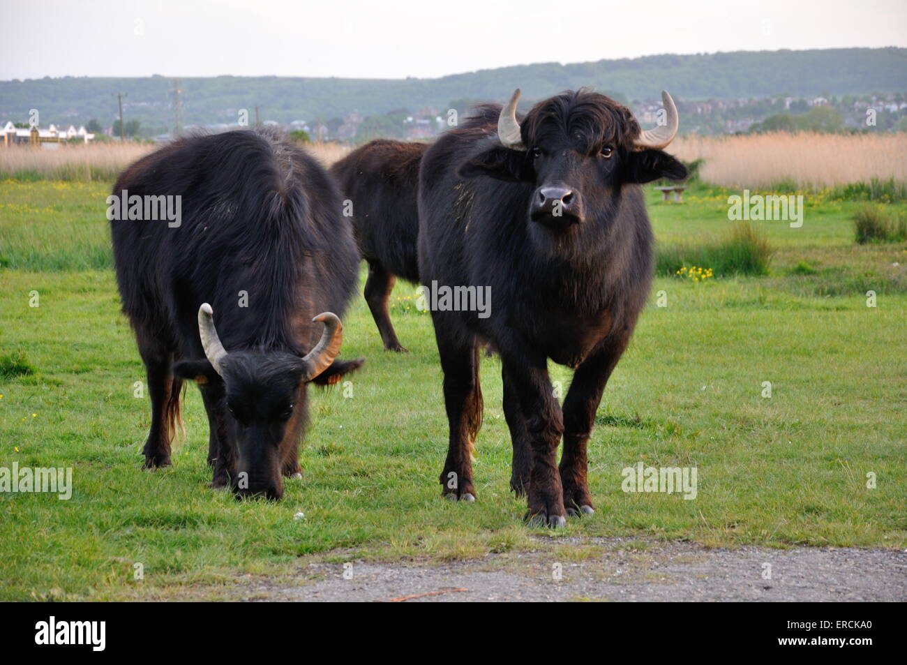 Bubalus bubalis hi-res stock photography and images - Alamy