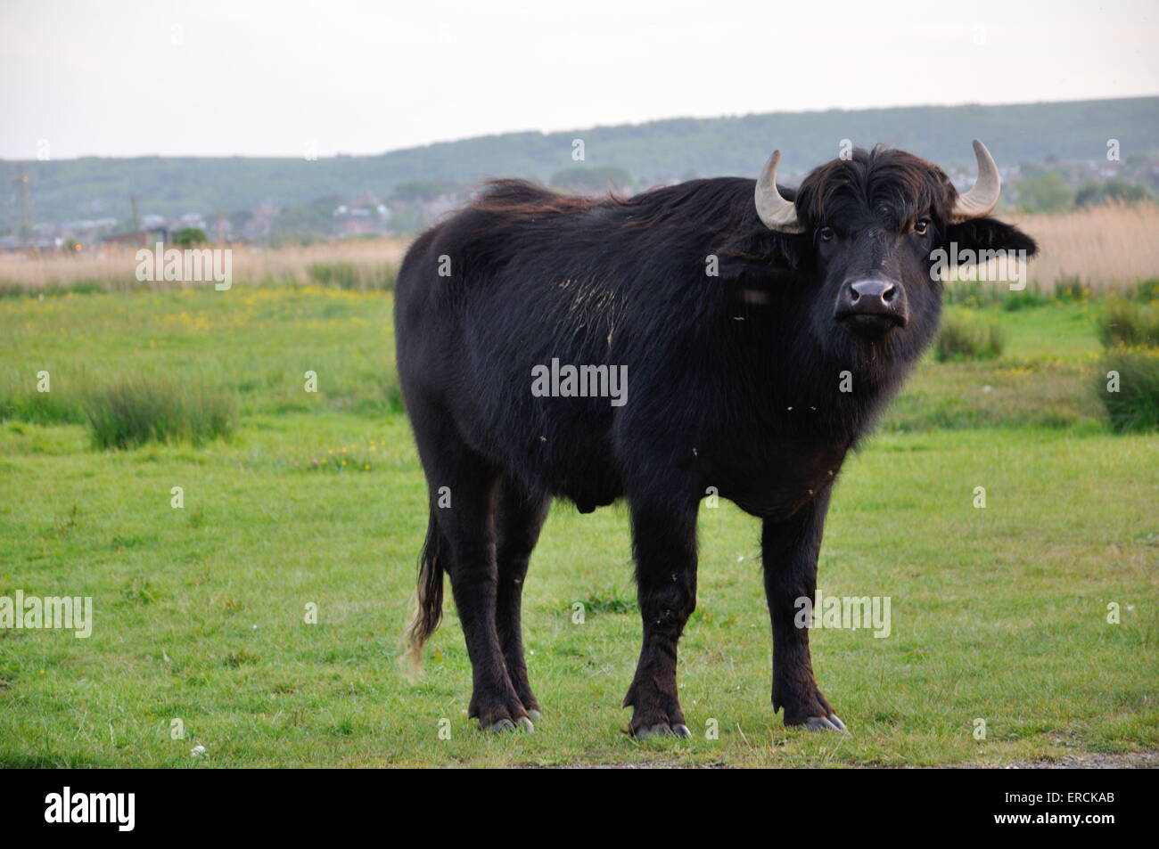 Water Buffalo Bubalus Bubalis Stock Photo - Alamy