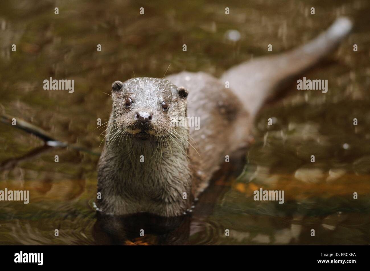 Otter eye contact hi-res stock photography and images - Alamy