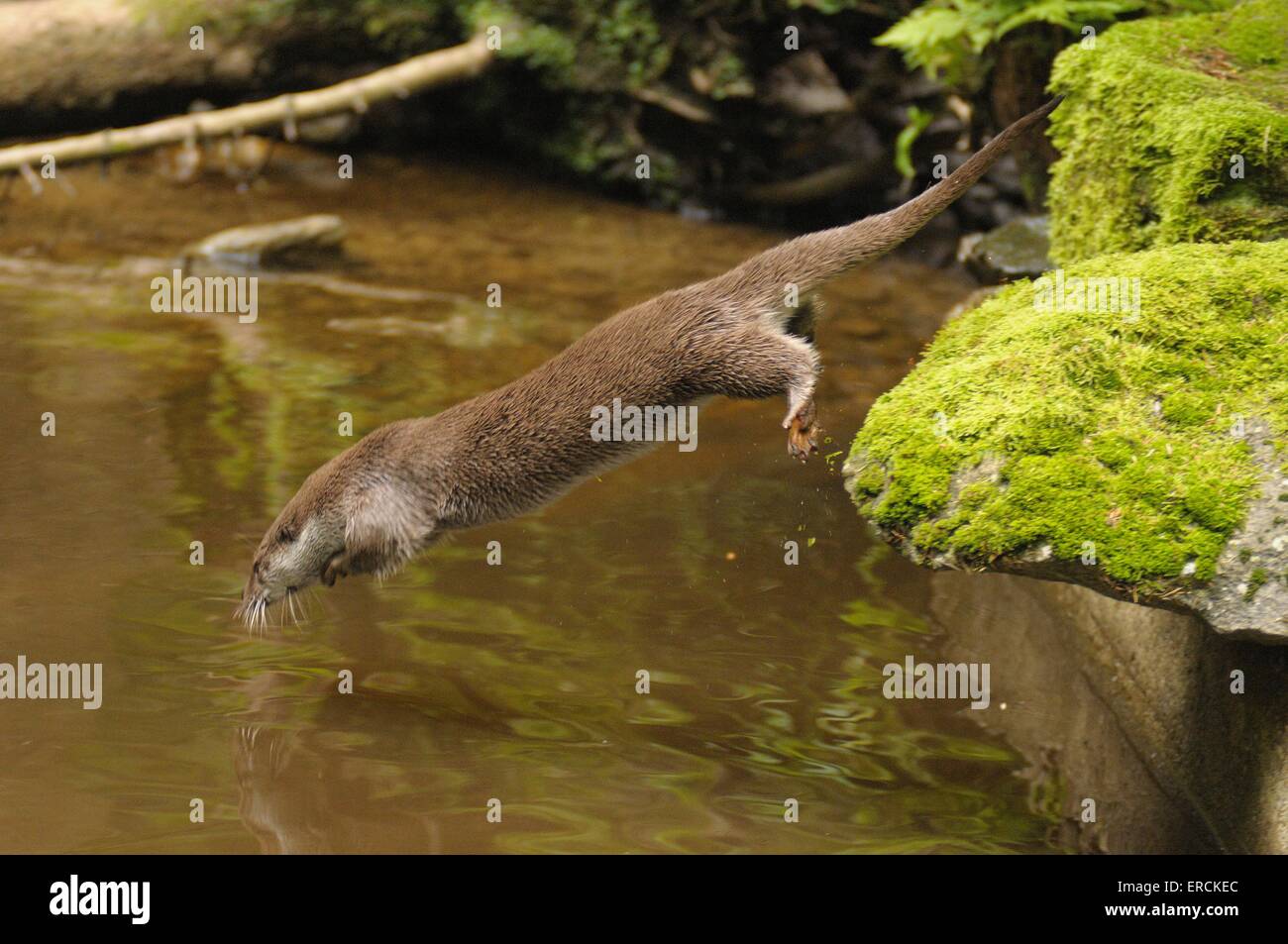 Jumping otter hi-res stock photography and images - Alamy